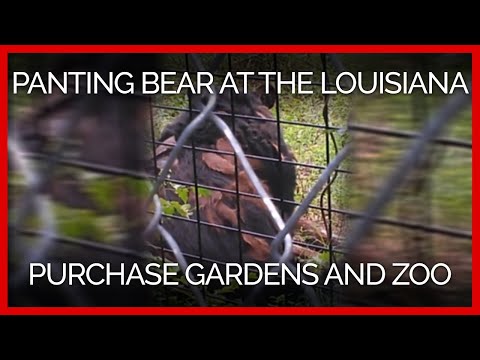 Panting Bear with Matted Fur at the Louisiana Purchase Gardens and Zoo