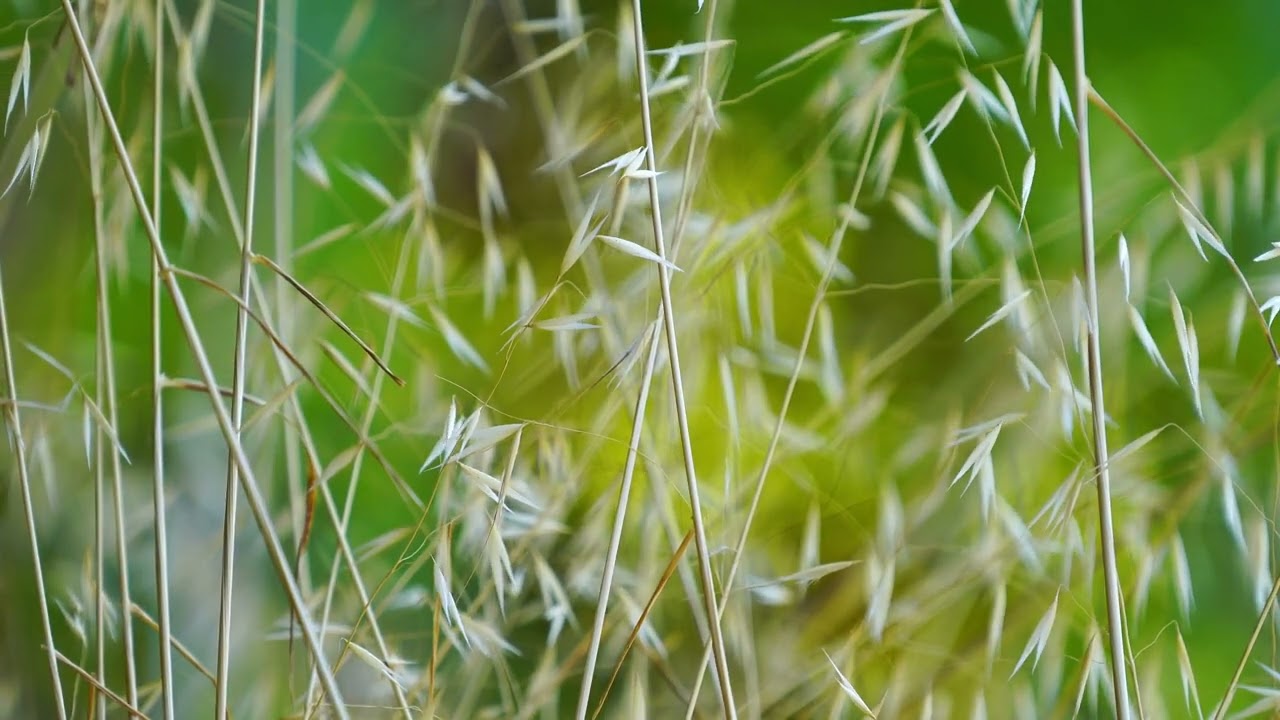 4k Wheat Grass Wallpaper