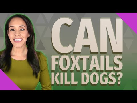 Can foxtails kill dogs?