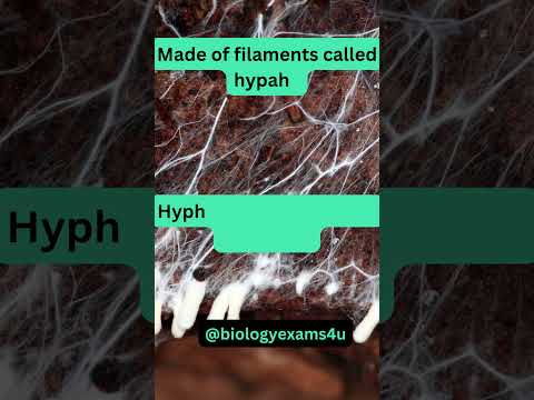 Meet the Magical Fungus 🍄ll Characteristics of Fungus