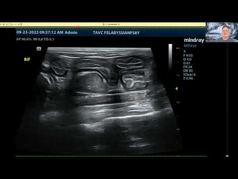 Ropey bowel cat IBD vs Neoplasia [5 Sono-Minutes with SonoPath Ep.7]