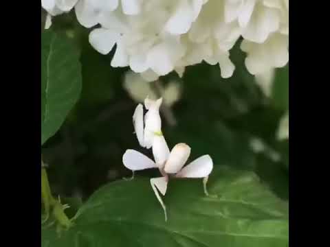 Orchid Mantis