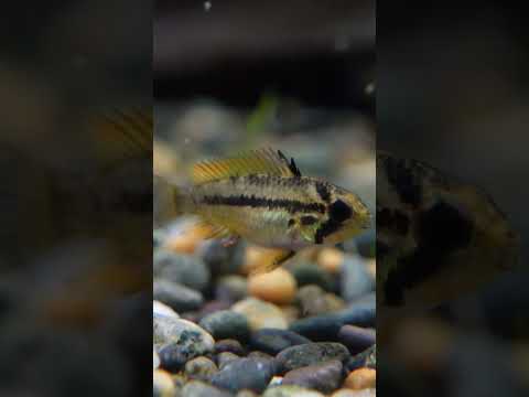 Young apistogramma cacatuoides #apistogramma #cichlid