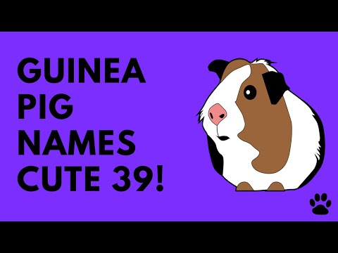🐹 Guinea Pig Names - 39 CUTE & BEST Names For Girls and Boys | Names