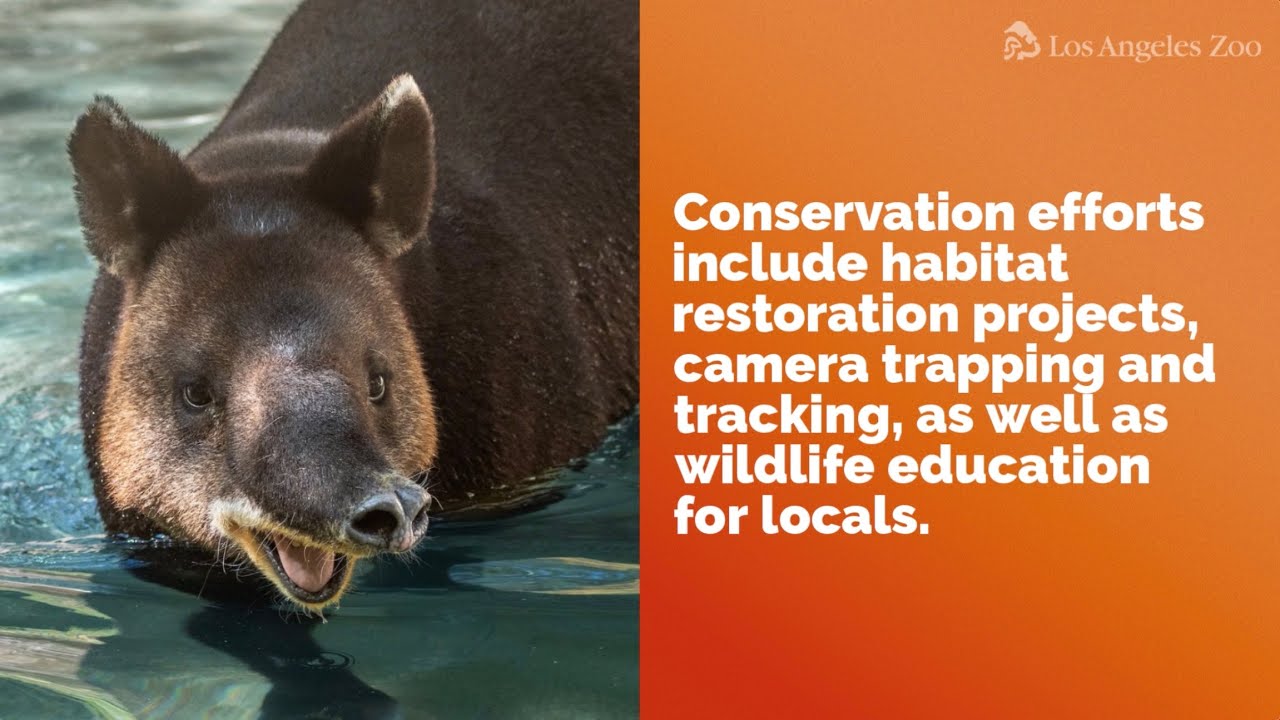 Happy World Tapir Day 2020