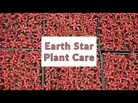 EARTH STAR PLANT CARE: HOW TO GROW A CRYPTANTHUS BROMELIAD / JoyUsGarden
