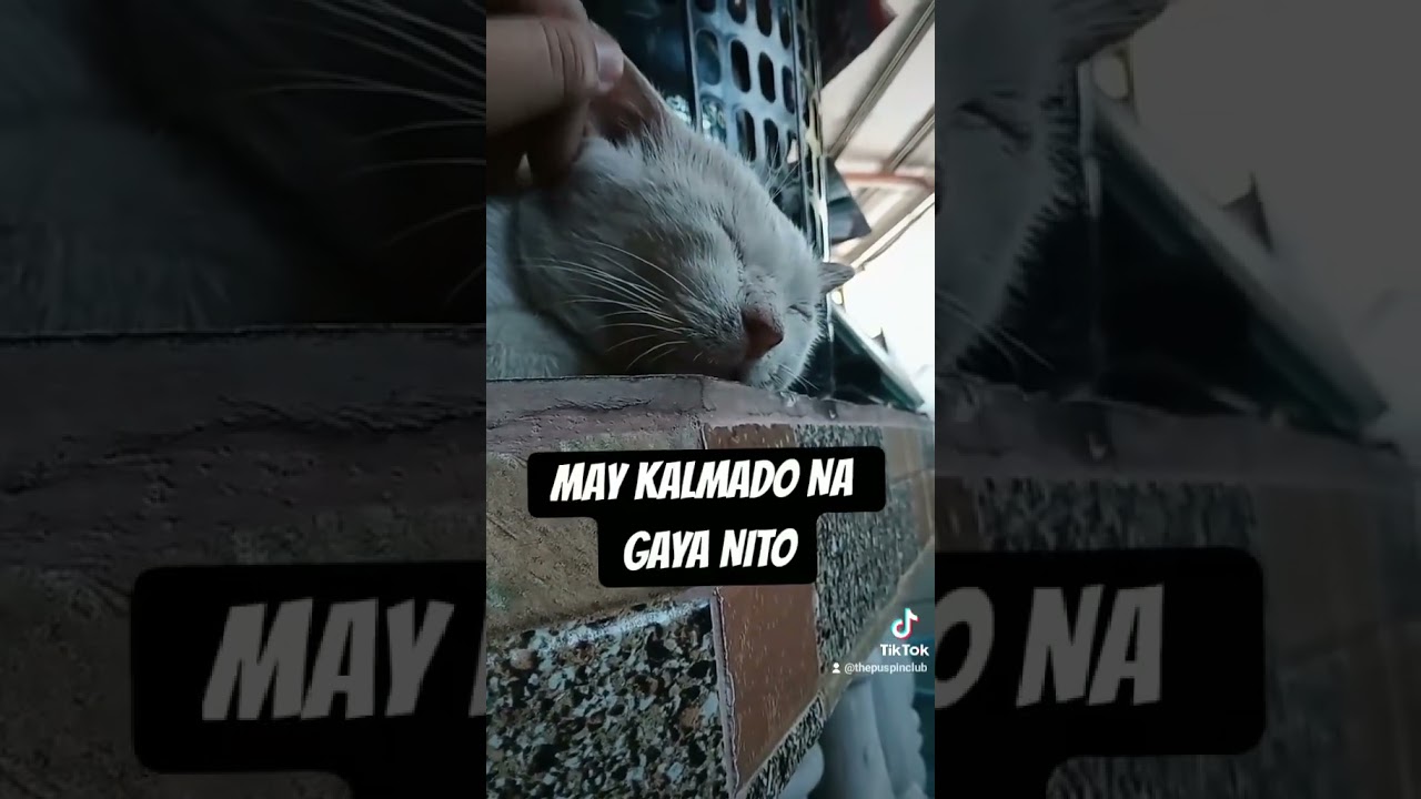 PUSPIN NANGANGAGAT #funnycatsvideos #cats #puspin #streetcat #cat