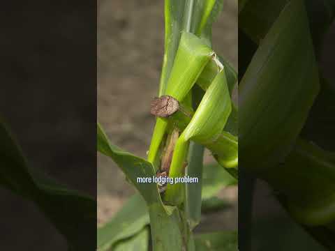 What happens to HIGH populations and low FERTILITY in corn?