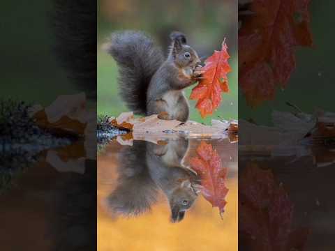 Different species of squirrels | funny animalsTV | 4k video