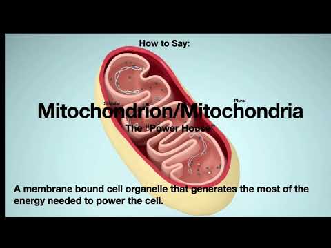 How to Say: Mitochondrion/Mitochondria