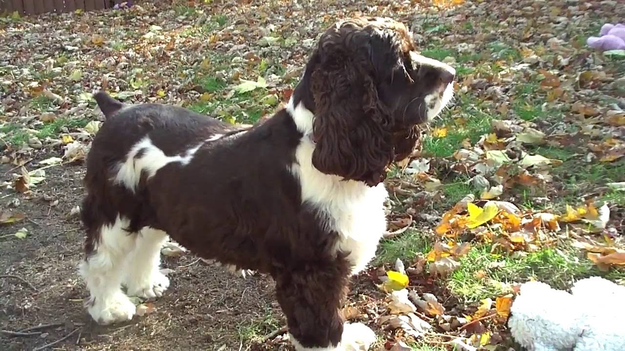 Cute Brown & white cocker Spaniel Puppy runs with toy teases BLack Dog!