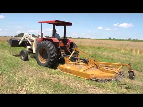 Our Relationship with Weeds - Lily Lake Organic Farm