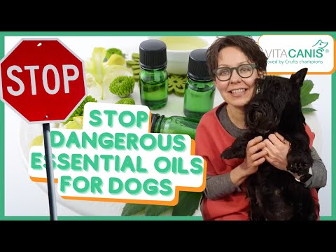 DANGEROUS ESSENTIAL OILS FOR DOGS - TOXIC FOR DOGS