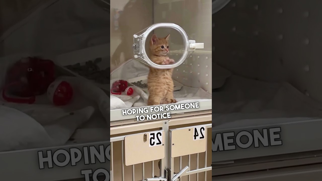 Little Kitten Waiting To Be Adopted 🥺