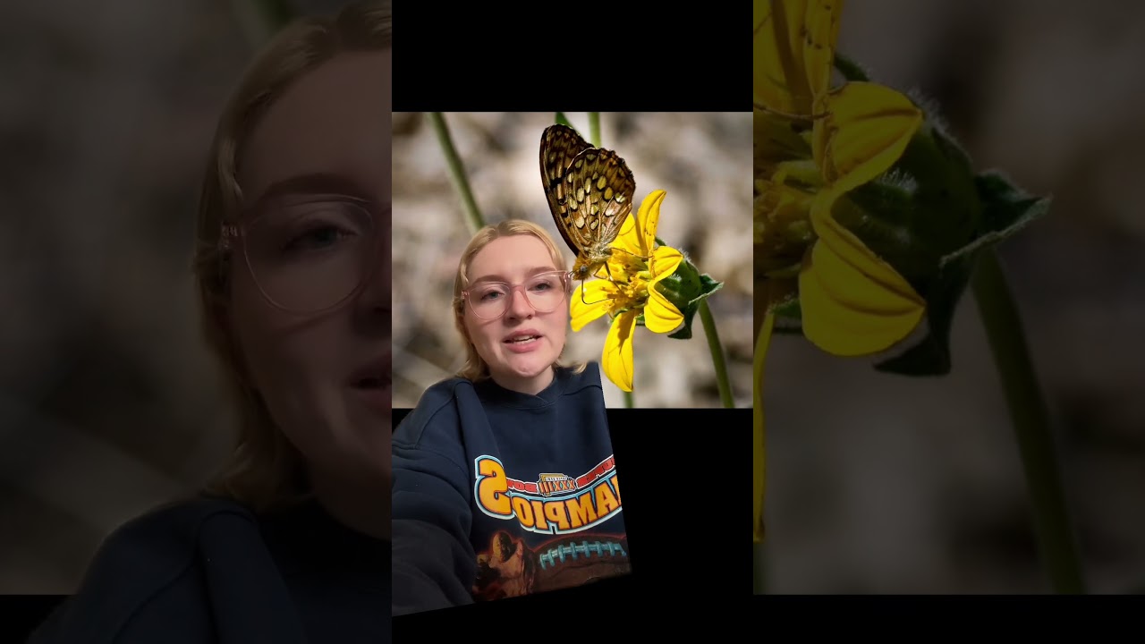 Hannah Jones: Wolves, Butterflies, and Collection Agencies