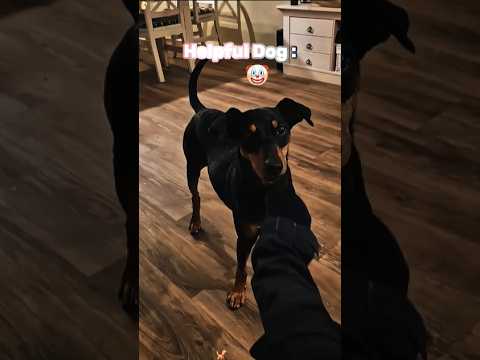 The Real Difference Between Helpful Dogs and Helpful Cats as Pets