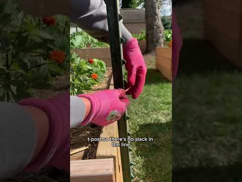 How to trellis tomato plants using the florida weave #tomatotrellis #floridaweave #growingtomatoes