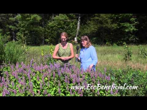 EcoBeneficial Interview: Pollinators & Anise Hyssop - Native vs. "Nativar"