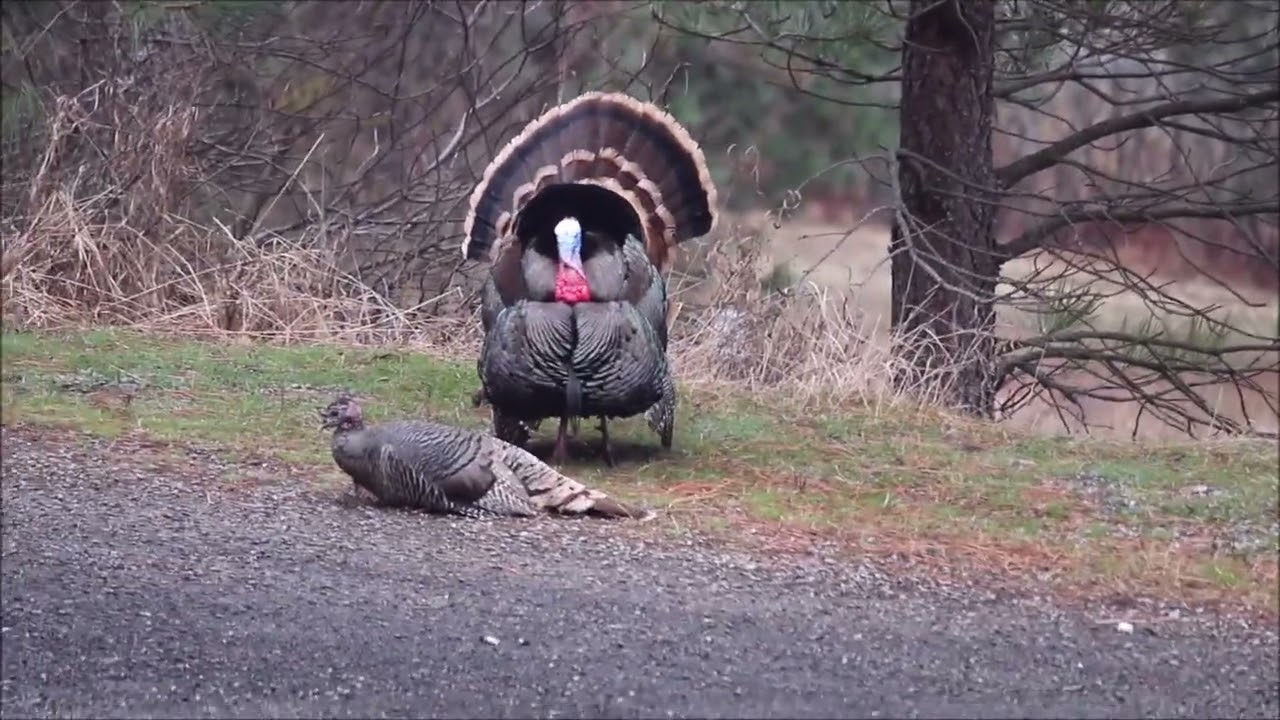 Turkeys Mating