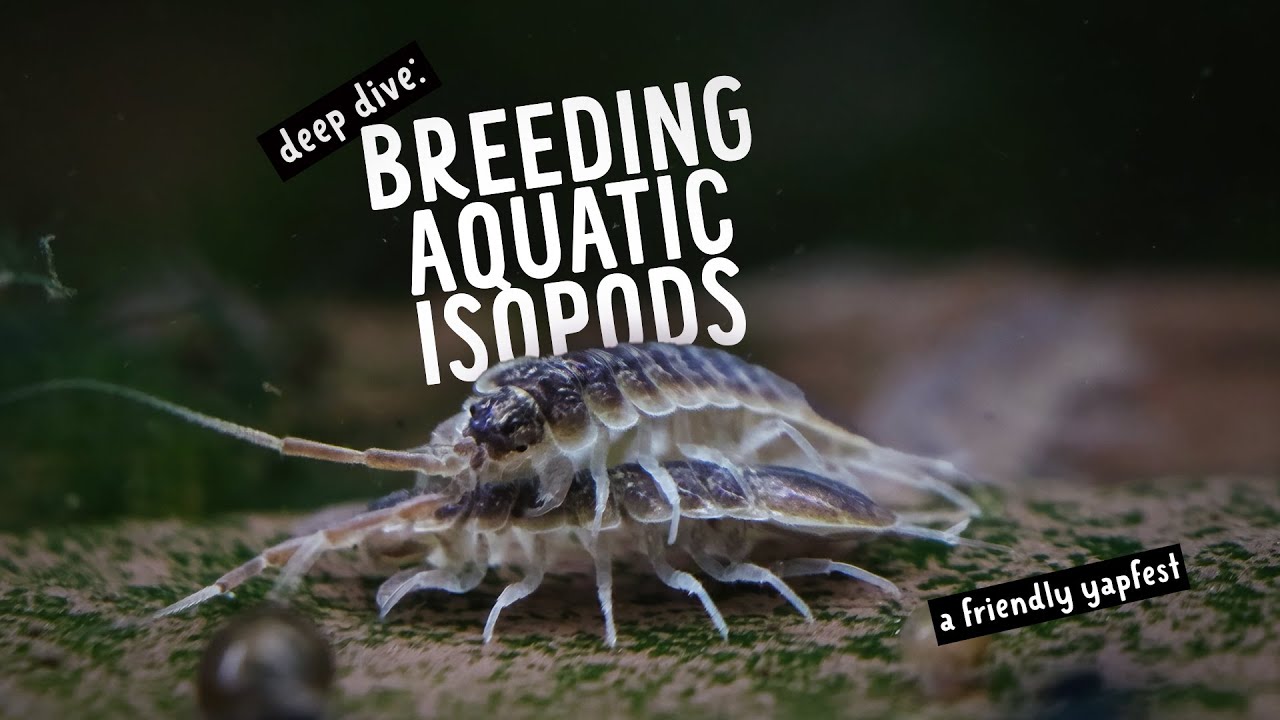 Deep Dive: Breeding Freshwater Aquatic Isopods