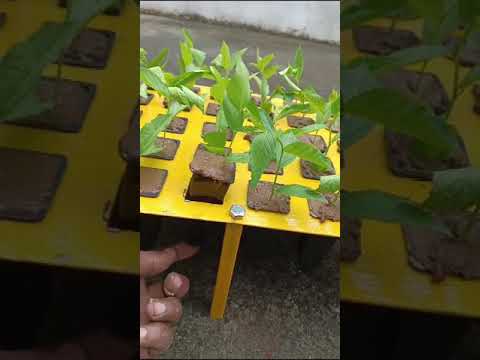 Root Trainers - Root Trainer Trays Latest Price, Manufacturers & Suppliers