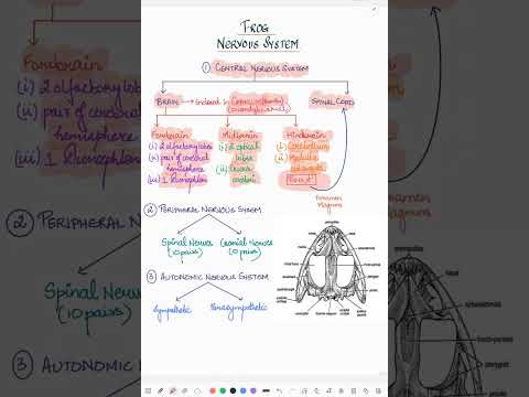Nervous system Frog #neet #cbse #biology #neetaspirant #zoology #bioneetology #frog