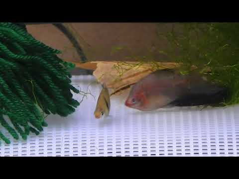 Bandula Barb, Pethia bandula, Spawning!