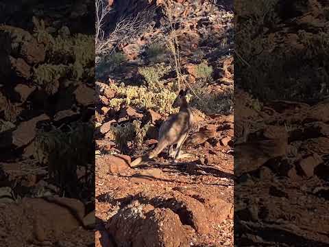 Kangaroo youngster on side of a hill