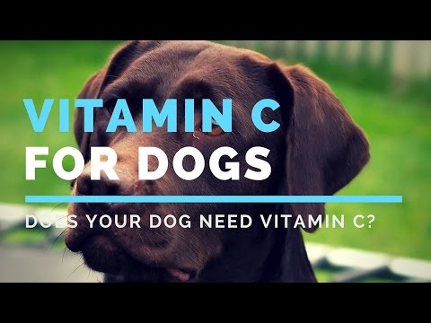 Organic Vitamin C For Dogs