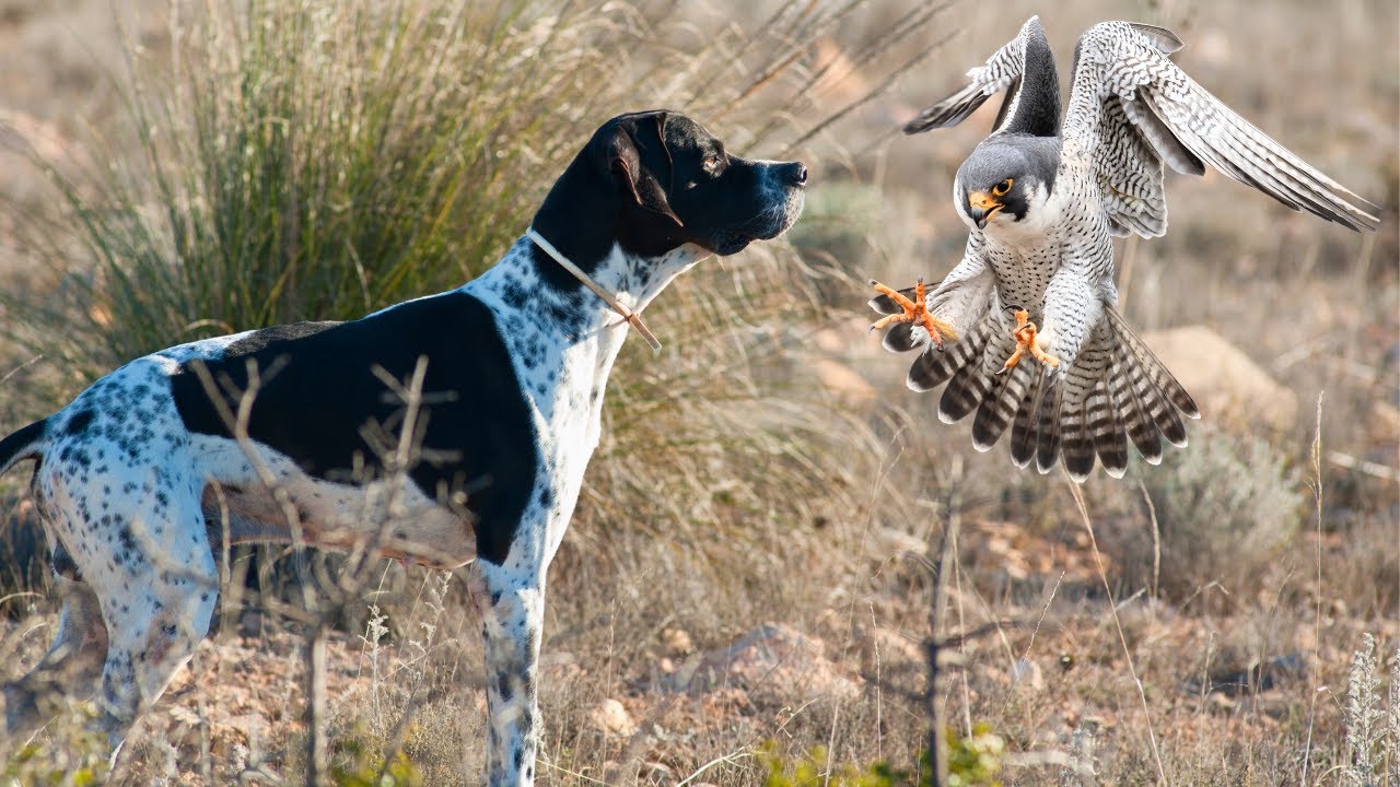 Surprising Connection: English Pointers with Raptors