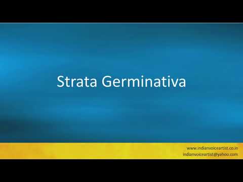 Pronunciation of the word(s) "Strata Germinativa".
