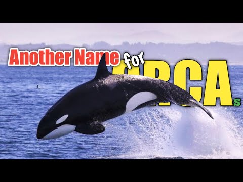 ANOTHER NAME FOR ORCAS