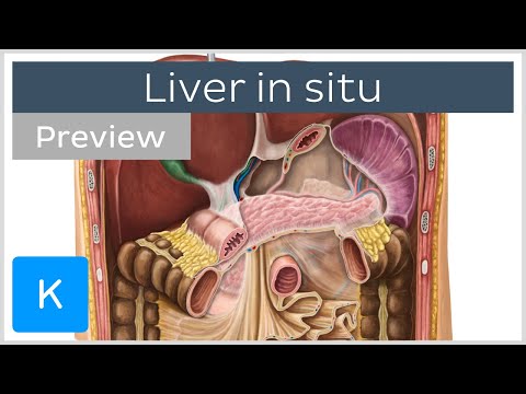 Anatomy of the liver in situ (preview) - Human Anatomy | Kenhub