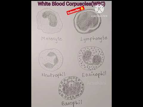 White blood corpuscles diagram @ArsaKani #shorts #whitebloodcorpuscles