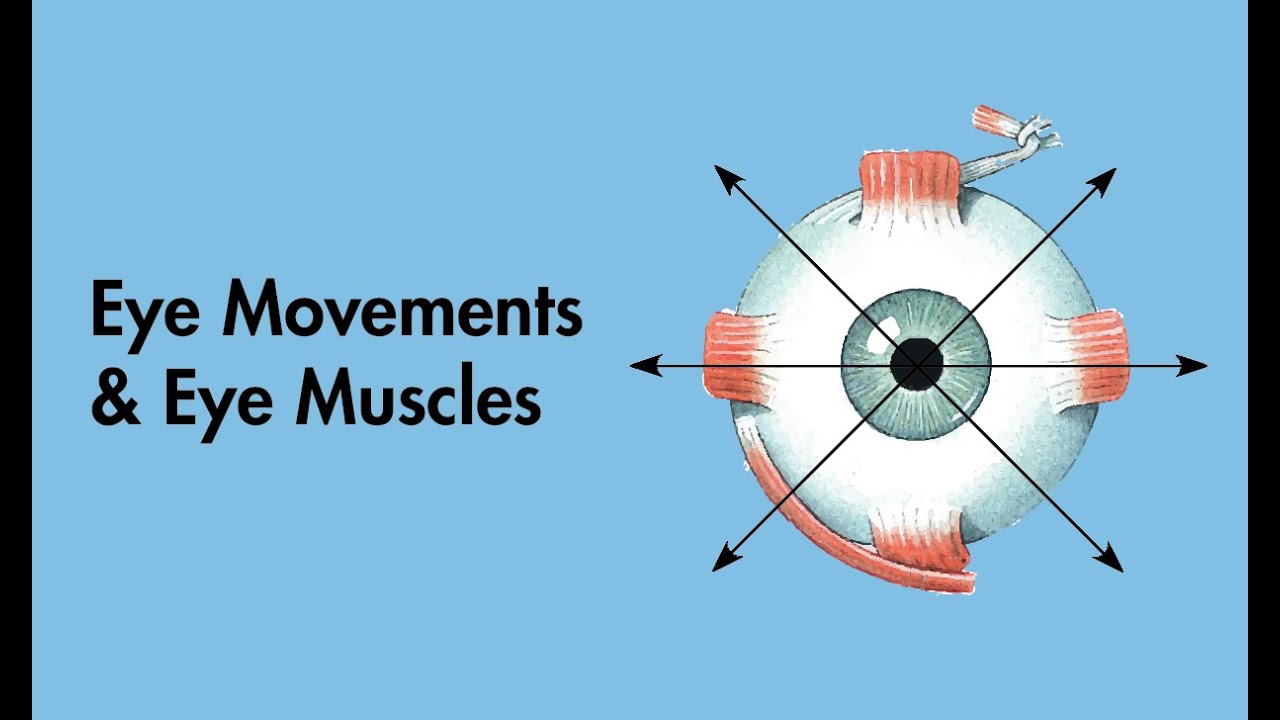Cardinal Positions of Gaze - Eye Movements and Eye Muscles - Cranial Nerves -  MEDZCOOL