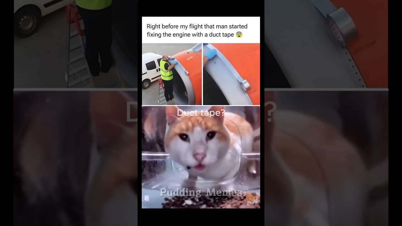 Safety first 🤣 #memesdaily #helpmemakethismakesense #youtubeshorts #catmemes