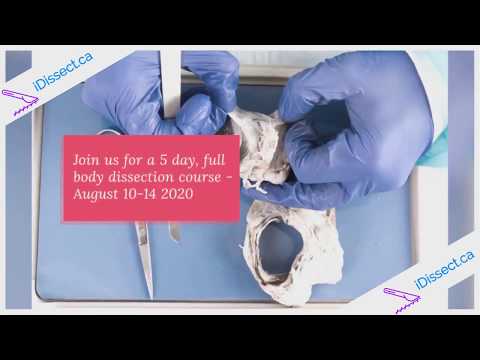 Five-days of Cadaver Dissection Course in Toronto CA – Idissect ...