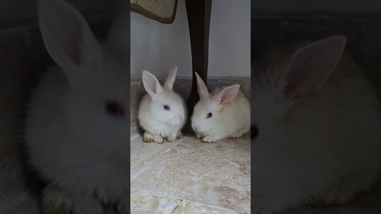 My bunnies🐇🥕🐰 #rabbit