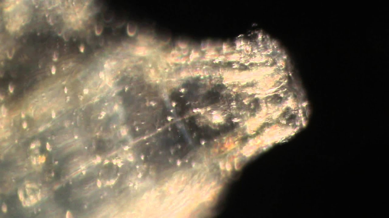 Ascidian Gill Slits 2 (BIOHOPK 160H)