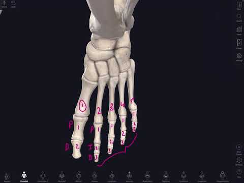 The Metatarsals and Phalanges
