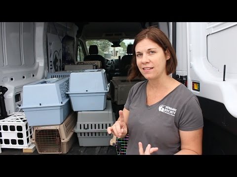 Cat Transfer Donations
