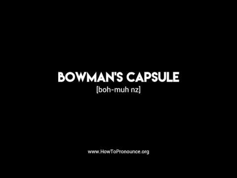 How to Pronounce "bowman's capsule"