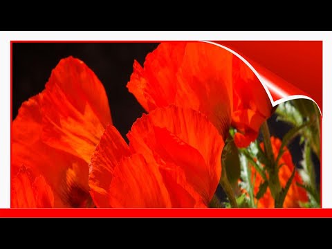 8 Types Of Poppy You Should Know About 🛋️