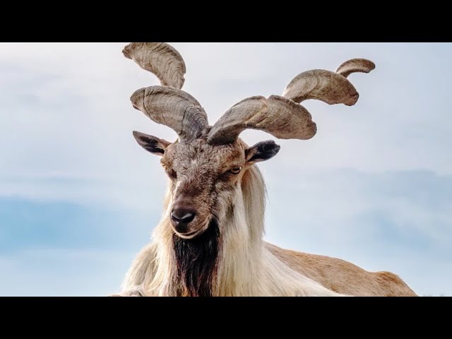 How to pronounce Angora goat | HowToPronounce.com