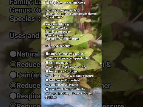 tulsi #see biology