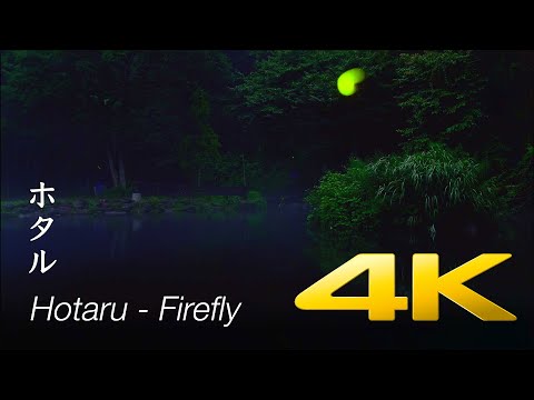 Hotaru / Firefly - Tochigi - ホタル