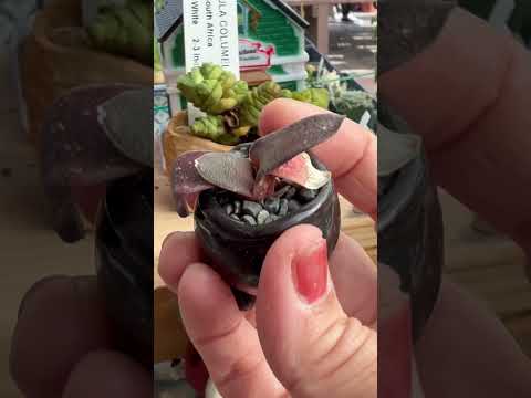 This Gasteria variety is So Small, It Fits Right in My Fingertips! 🌱👀"