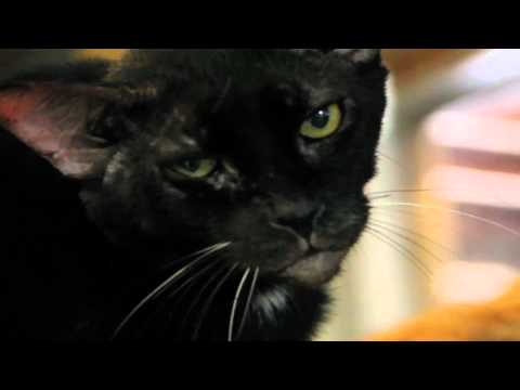 Their Greatest Journey, the documentary teaser
