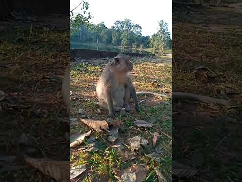 good morning monkey