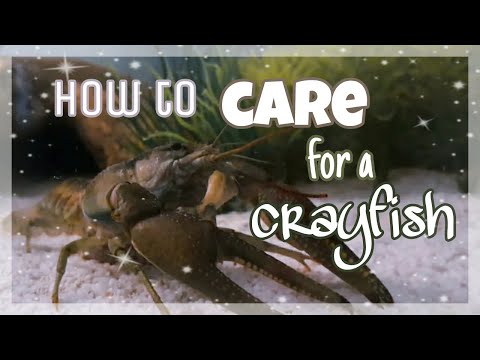 How to care for a Crayfish || All the Basics